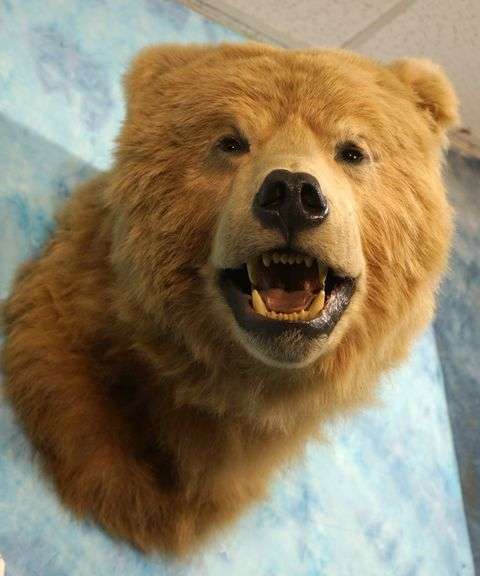 Alaskan Brown Bear Shoulder Taxidermy Mount - Leap Auctions, LLC