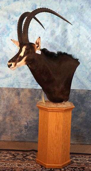 Gold Medal African Sable Antelope Shoulder Floor Pedestal Taxidermy ...