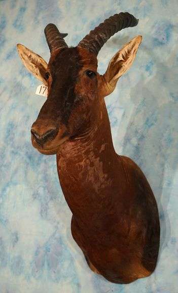 East African Topi Antelope Shoulder Taxidermy Mount - Leap Auctions, LLC