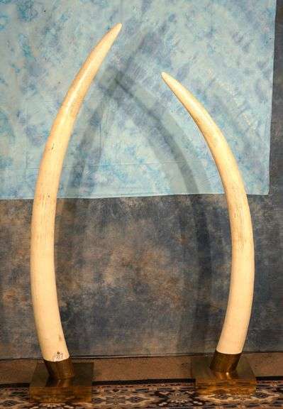 Nice Set of Pre-Ivory Ban Legal African Elephant Tusk in Display Stand ...