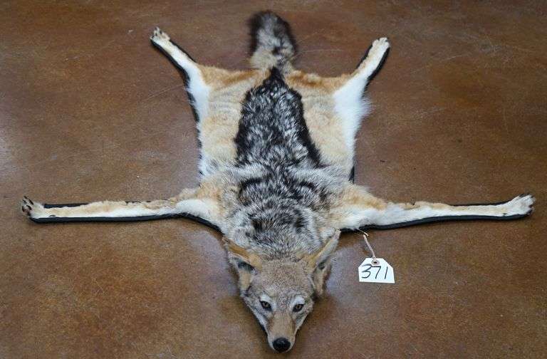 South African Black Backed Jackal Taxidermy Rug Mount - Leap Auctions, LLC