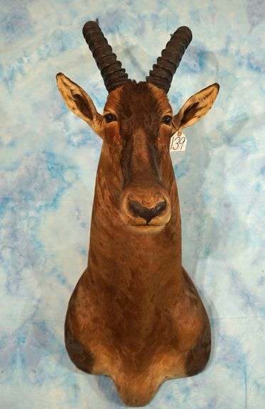 Top 5 SCI Record Book African Tiang Antelope Shoulder Taxidermy Mount ...