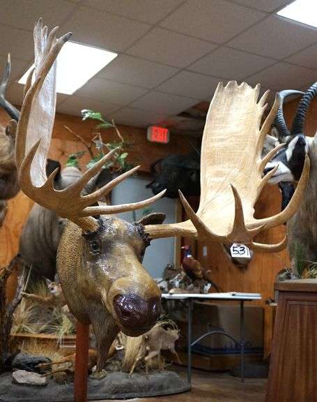 Very Unique Carved Wood Moose Shoulder Mount with Real Antlers ...