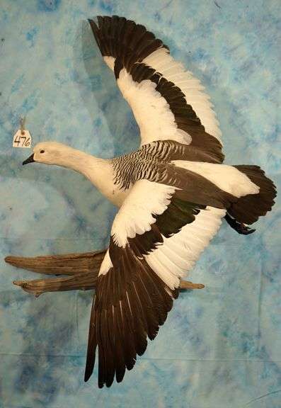 Cool Hybrid Barnacle Goose Flying Taxidermy Mount - Leap Auctions, LLC