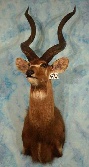 #4 All Time Record Book SCI African Zambezi Sitatunga Swamp Antelope ...