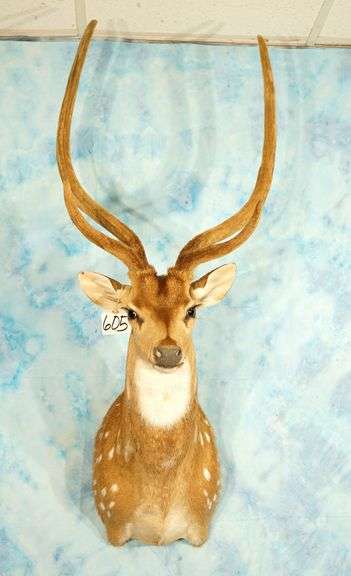 Axis Deer Shoulder Mount in Velvet Taxidermy - Leap Auctions, LLC