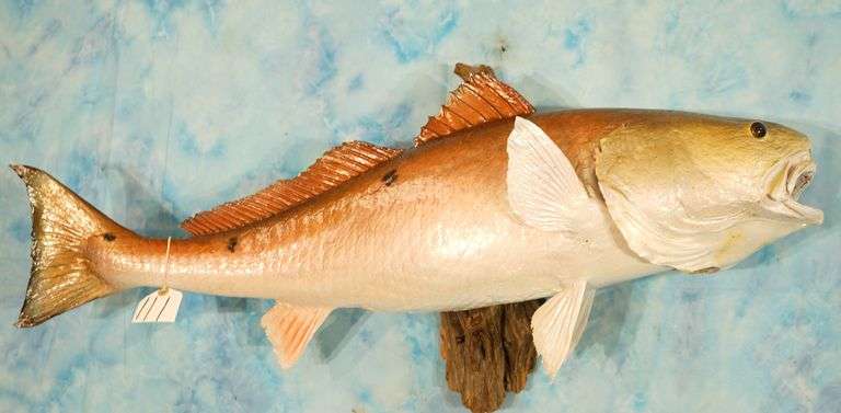 Awesome 40 1/2" Real Skin Saltwater Trophy Redfish Taxidermy Fish Mount ...