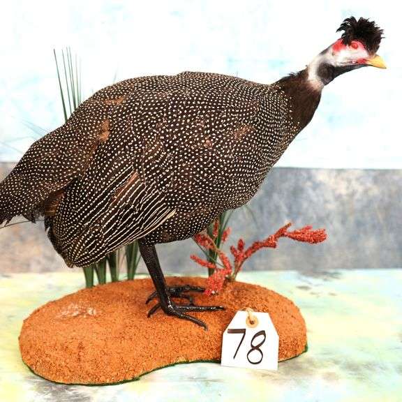 Cool! African Crested Guinea Fowl Taxidermy Bird Mount - Leap Auctions, LLC