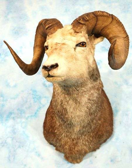Stone Sheep Shoulder Taxidermy Ram Mount - Leap Auctions, LLC