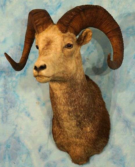 Very Nice Stone Sheep Shoulder Taxidermy Ram Mount - Leap Auctions, LLC
