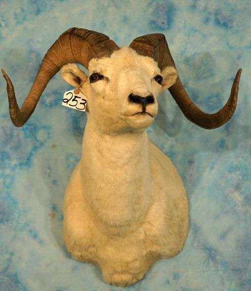 Alaskan Dall Sheep Shoulder Taxidermy Ram Mount - Leap Auctions, LLC