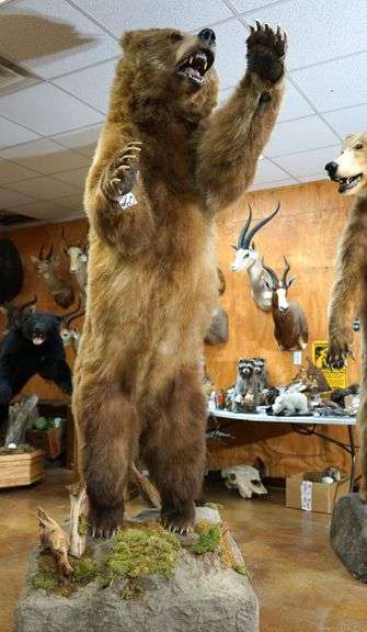 Awesome 9ft. 4 1/2" Standing Alaskan Brown Bear Full Body Taxidermy ...