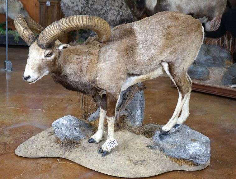 Full Body Iranian Red Sheep in Habitat Taxidermy Mount - Leap Auctions, LLC