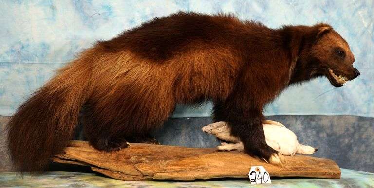 Beautiful Wolverine Full Body in Habitat with Prey Taxidermy Mount ...