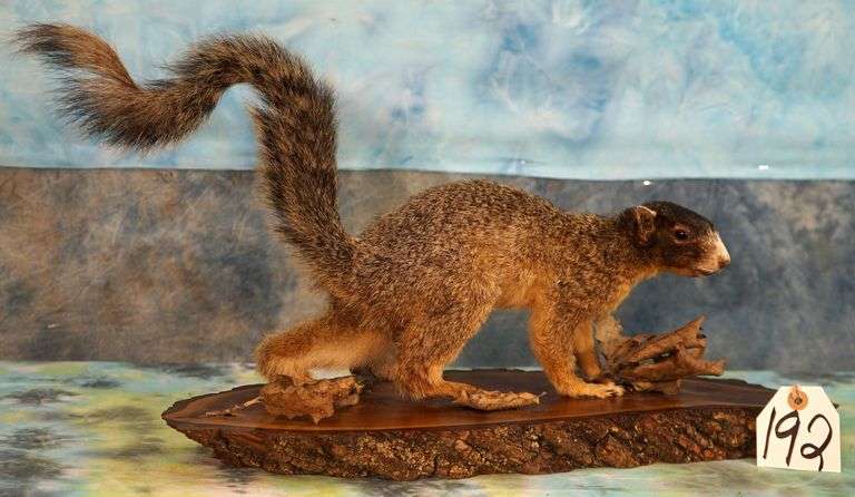 Full Body Mount White Nosed Squirrel Taxidermy Mount - Leap Auctions, LLC
