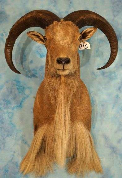Aoudad Sheep Shoulder Taxidermy Ram Mount - Leap Auctions, LLC