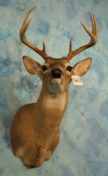 8pt. Whitetail Deer Shoulder Taxidermy Mount - Leap Auctions, LLC