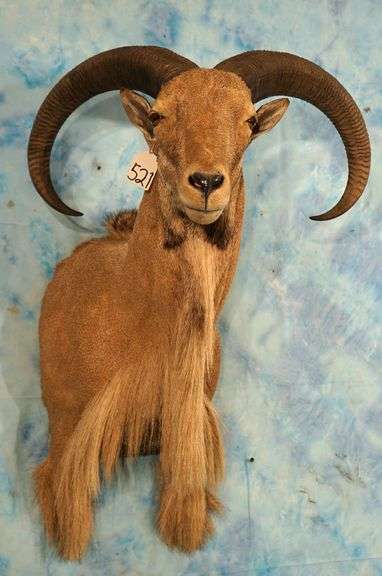 Aoudad Sheep Shoulder Taxidermy Ram Mount - Leap Auctions, LLC