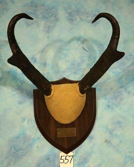 Record Class Pronghorn Antelope Horns on Panel Taxidermy - Leap ...