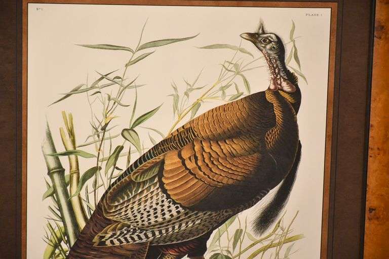 Large framed print "Wild Turkey" by John J. Audubon; 975-1754 - R.H ...