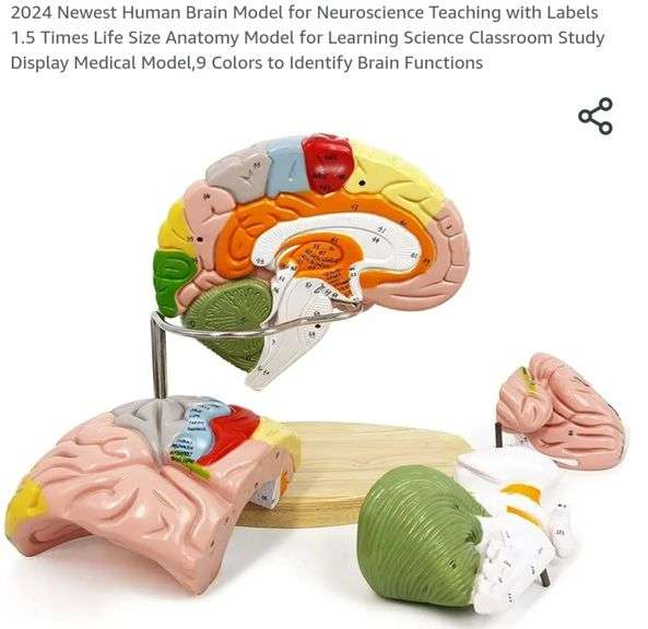 Newest Human Brain Model for Neuroscience Teaching with Labels 1.5 ...