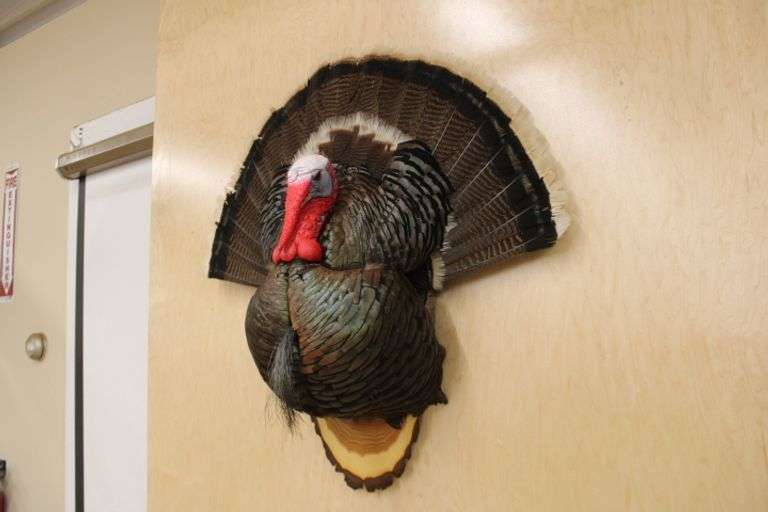 Merriam Turkey wall mount - Lee Real Estate & Auction Service