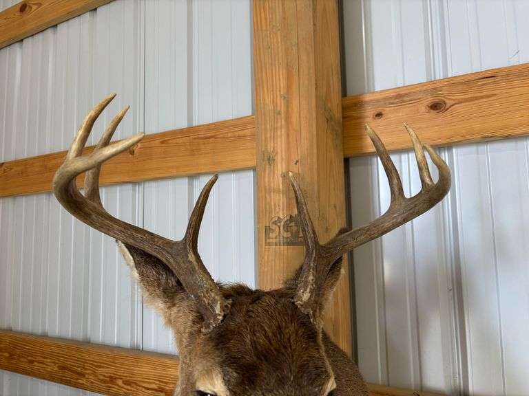 8pt. Whitetail Shoulder Mount - Lee Real Estate & Auction Service