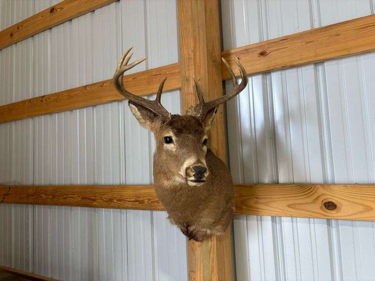 8pt. Whitetail Shoulder Mount - Lee Real Estate & Auction Service