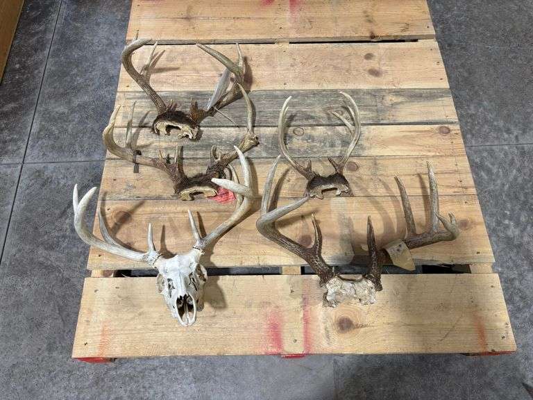 Whitetail Antler Racks - Lee Real Estate & Auction Service