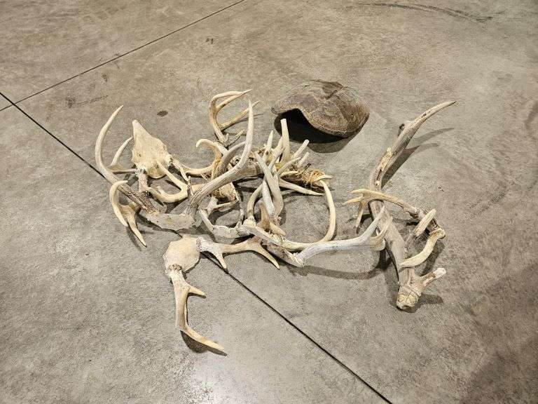 Box of Deer Horns and Turtle Shell - Lee Real Estate & Auction Service