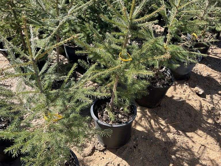 **Lot will be sold times the money (5) Norway spr - Hamilton-Maring ...