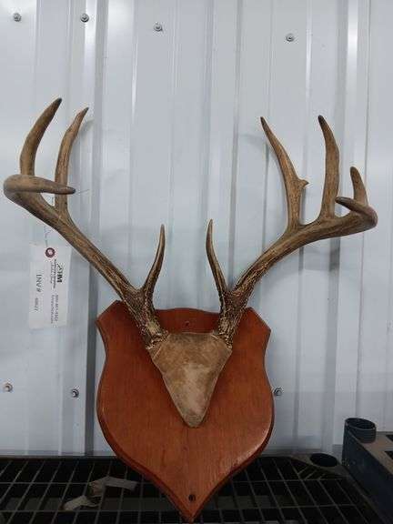 Deer Antler Mount - Hamilton-Maring Auction Group