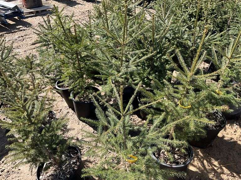 **Lot will be sold times the money (5) Norway spr - Hamilton-Maring ...