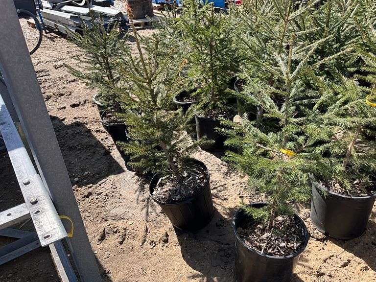 **Lot will be sold times the money (5) Norway spr - Hamilton-Maring ...