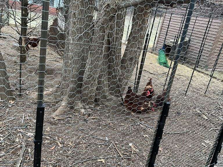 (7) Rhode Island Red Laying Hens, (1) Rhode Island Red Rooster, (1 ...