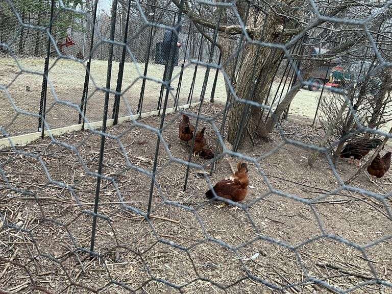 (7) Rhode Island Red Laying Hens, (1) Rhode Island Red Rooster, (1 ...