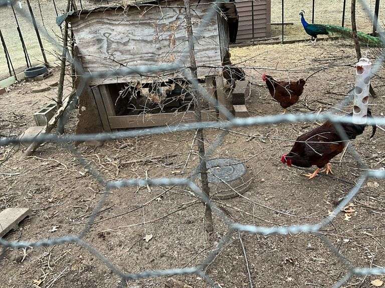 (7) Rhode Island Red Laying Hens, (1) Rhode Island Red Rooster, (1 ...