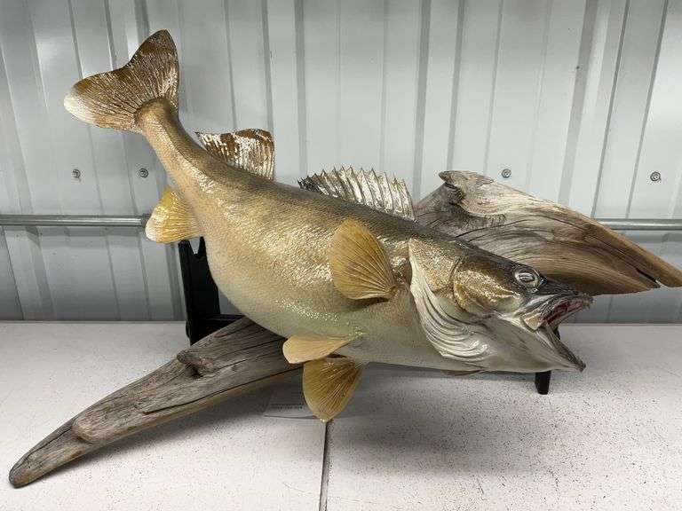 Walleye Mount on Driftwood, 27” Fish, No Shipping Available - Hamilton ...