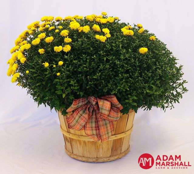 Bushel Mum Basket - Adam Marshall Land & Auction, LLC