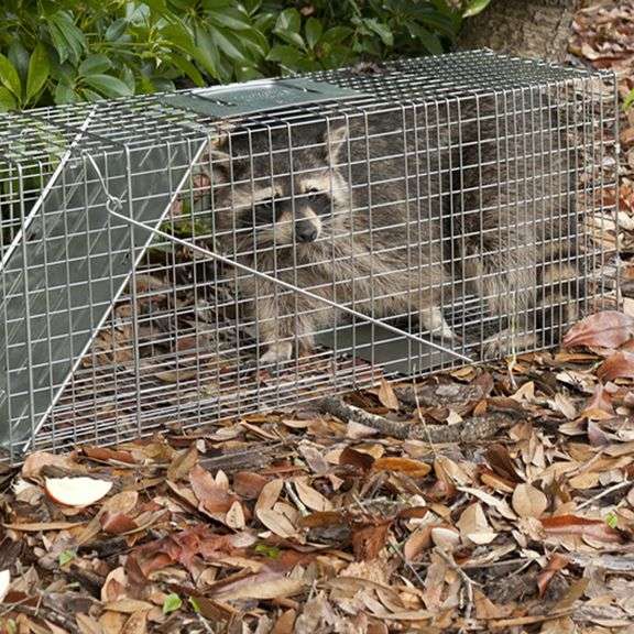 Havahart Rodent Traps - Matthews Auctioneers