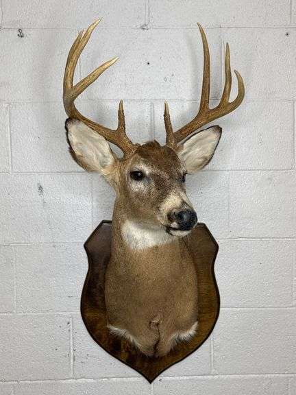 10 Point Mounted Buck - Matthews Auctioneers