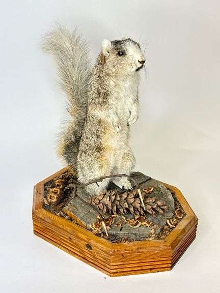 Mounted Squirrel Display - Matthews Auctioneers