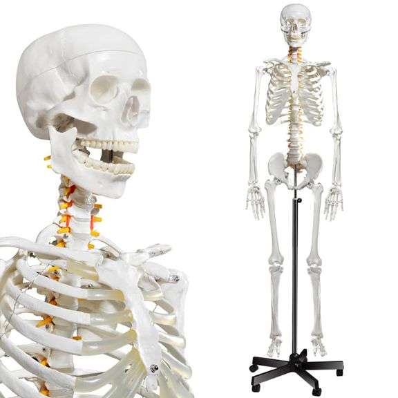 Human Skeleton Model for Anatomy- Life Size Medical Human Skeleton ...