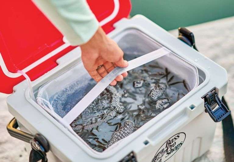 Bass Pro Shops Bait Cooler - 15 Quart - 17' x 10-1/2' x 12-1/2 ...