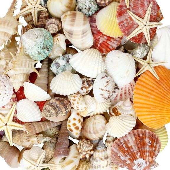 WEOXPR Mixed Sea Shells, 100+ Pcs Beach Seashells Starfish, Various ...