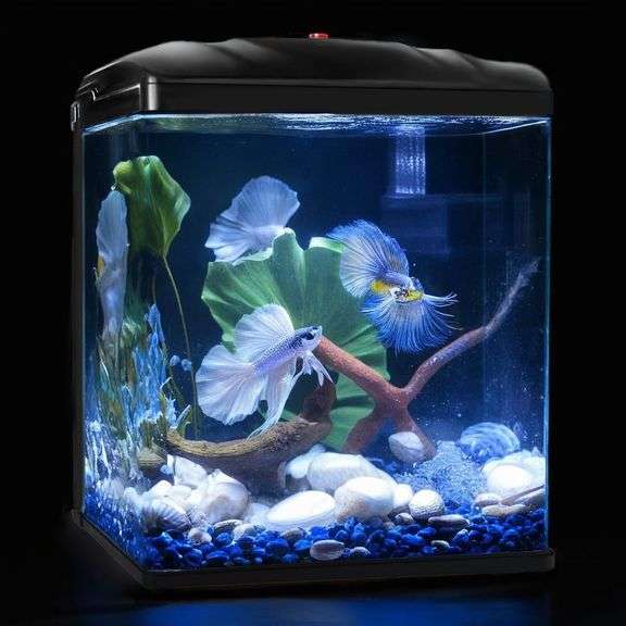 Small Fish Tank 2 Gallon Glass Aquarium Starter Kits,Betta Fish Tank ...
