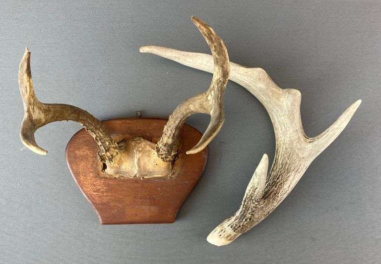 Group of Antlers - Matthew Bullock Auctioneers