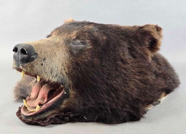 One Eyed Bear Taxidermy Mounted Head - Matthew Bullock Auctioneers