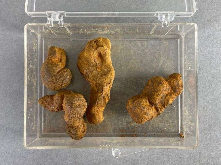 Group of Coprolite (Fossilized Dinosaur Dung) - Matthew Bullock Auctioneers