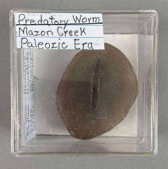 Anasillosus Predatory Worm Fossil - Matthew Bullock Auctioneers